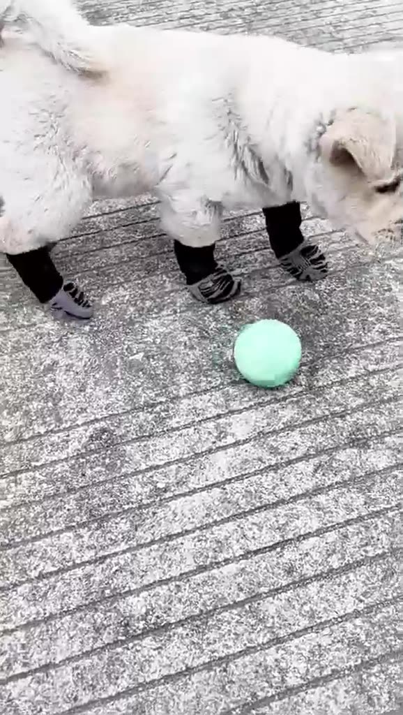 Носки с перевязками для лап собаки, черные в полоску
