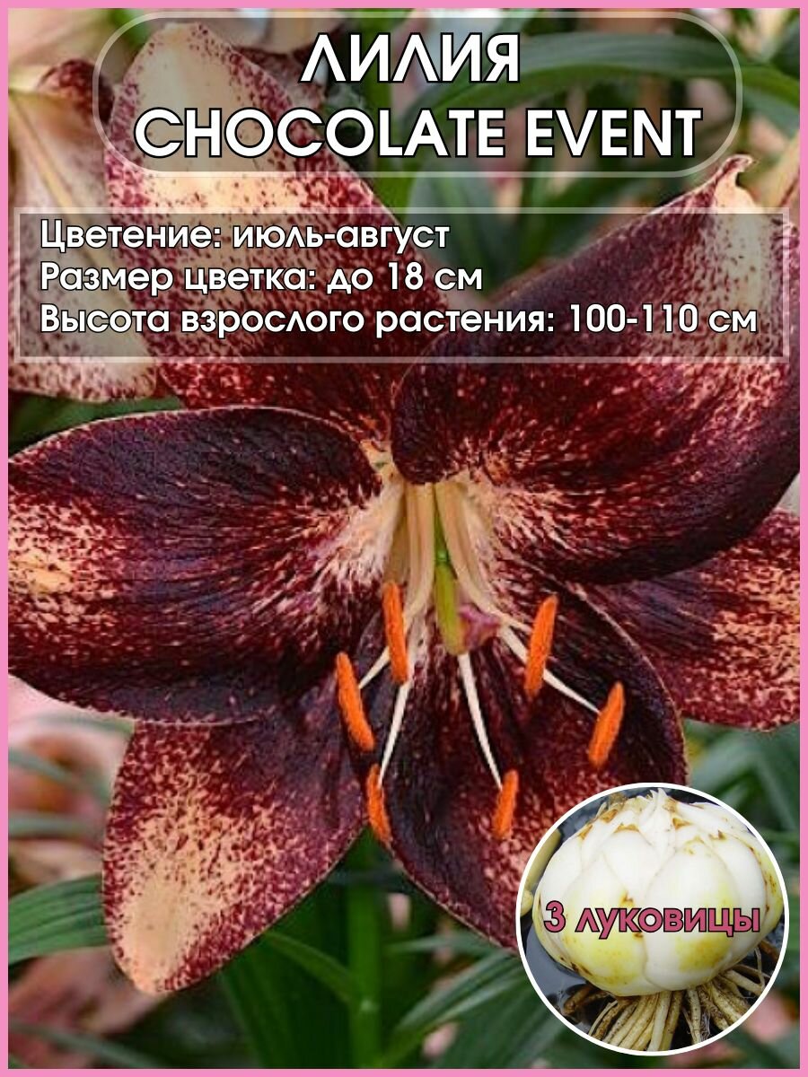Лилия азиатская Чоколат Эвент, луковицы 3 штуки