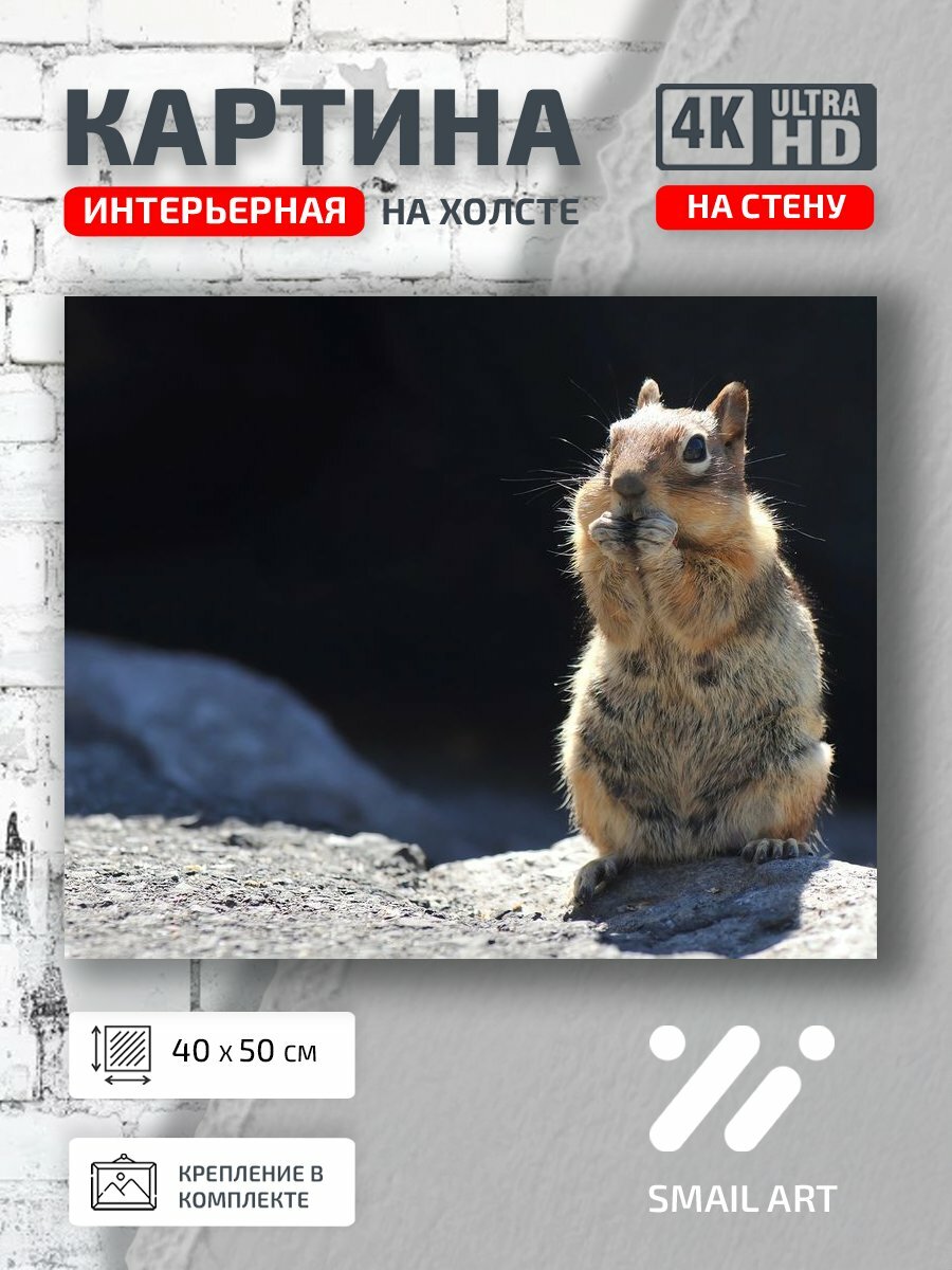 Картина на холсте интерьерная 40 на 50 на стену Пушистая Mood для офиса атмосфера интерьер