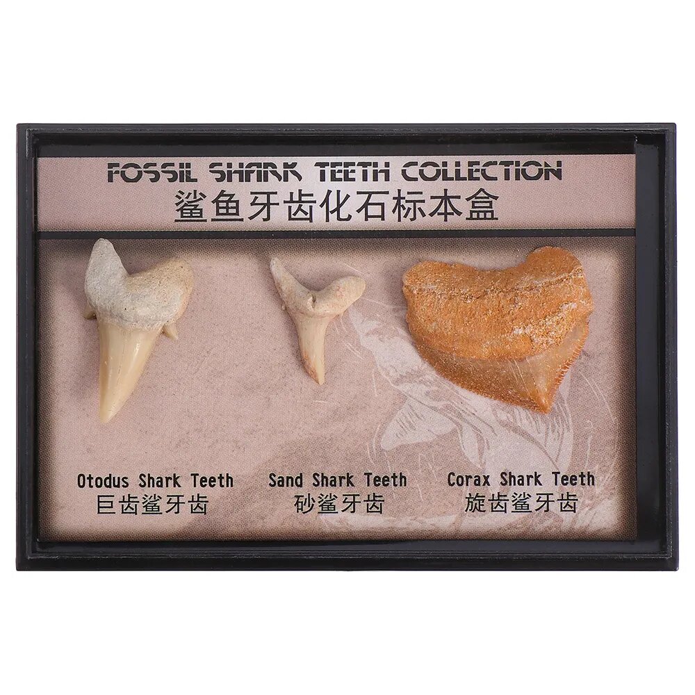 1 Штука Окаменелости Зубов Акулы, Для Декорирования и Образования