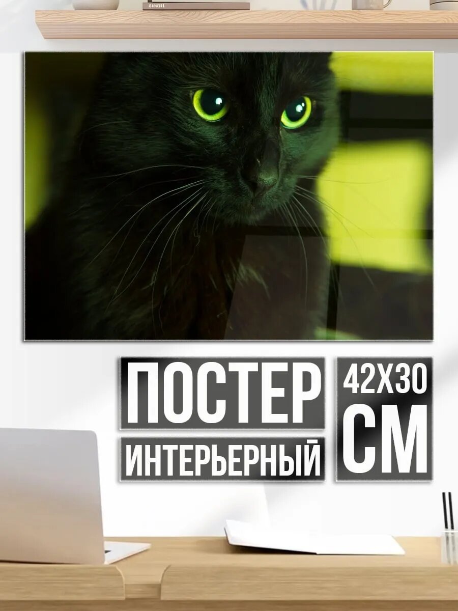 Плакат постер Черная кошка глаза