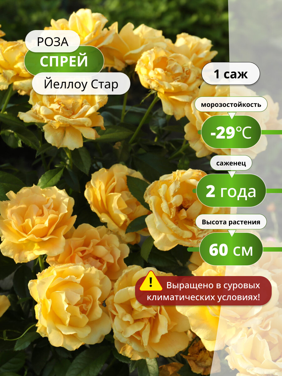 Роза спрей "Йеллоу Стар", многолетняя, высота 60 см, 1 штука