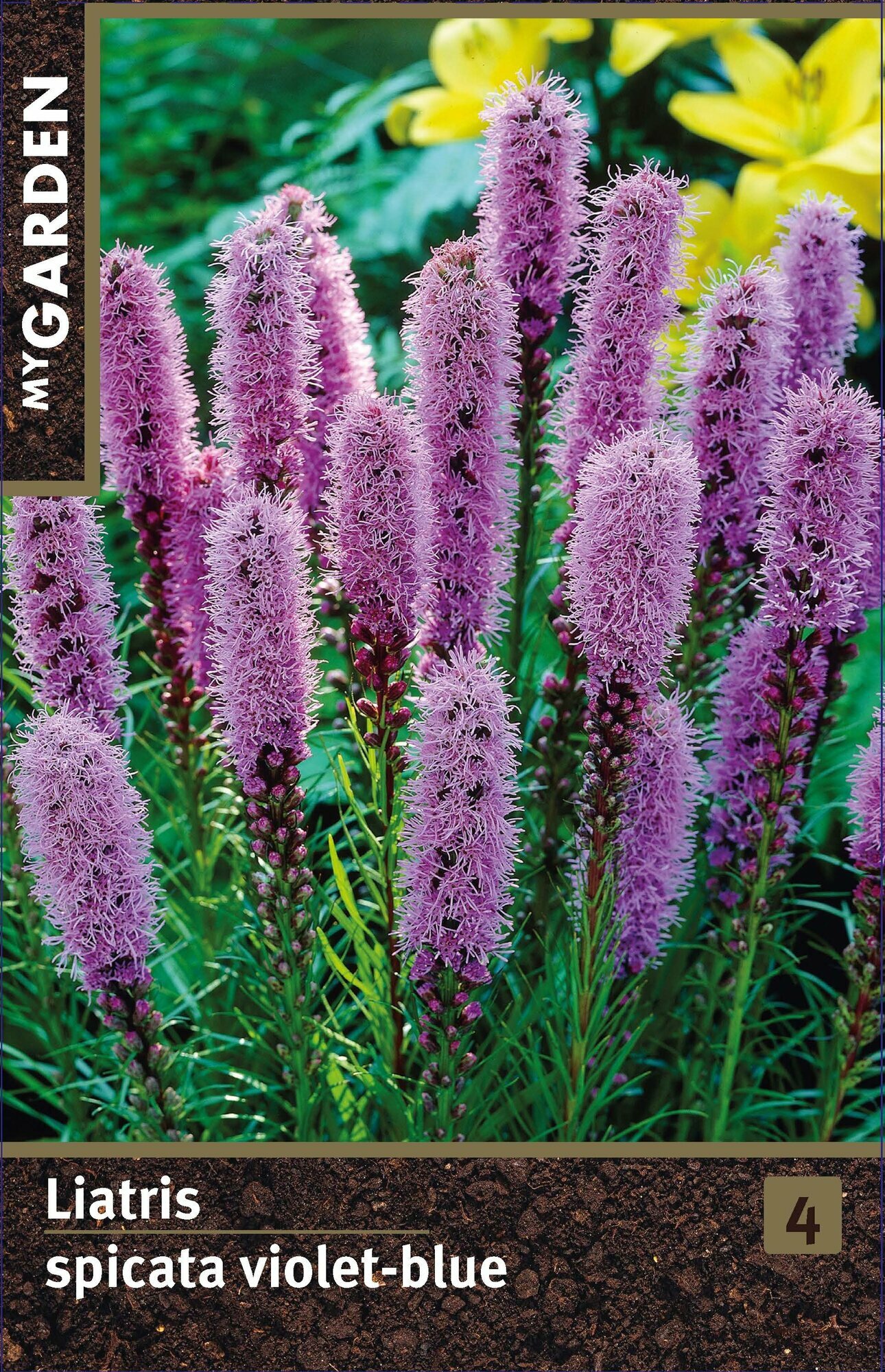 Лиатрис колосковый фиолетово-голубой, (3 упак.)