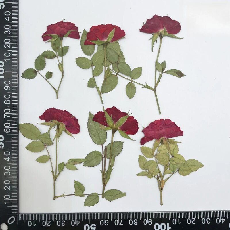 Натуральные ветки роз, 12 шт. Бордовый, Side pressure red