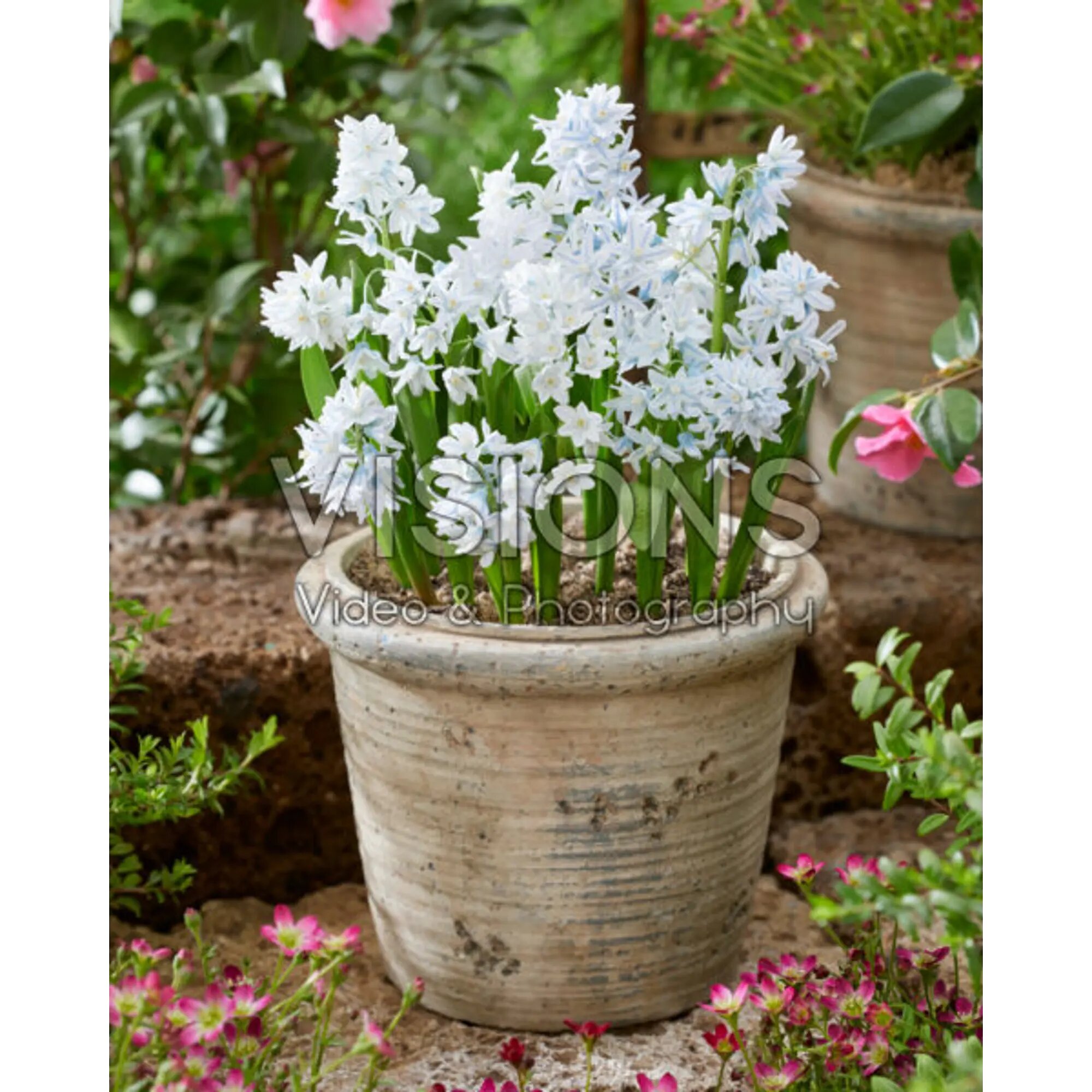 Пушкиния Ливанская луковицы 4/5 см, 10 шт весеннее декоративное луковичное растение для клумб