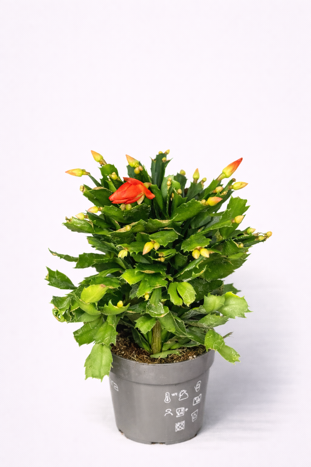 Шлюмбергера красно оранжевая на момент заказа - может быть без бутона(Schlumbergera truncata "Red") 13см