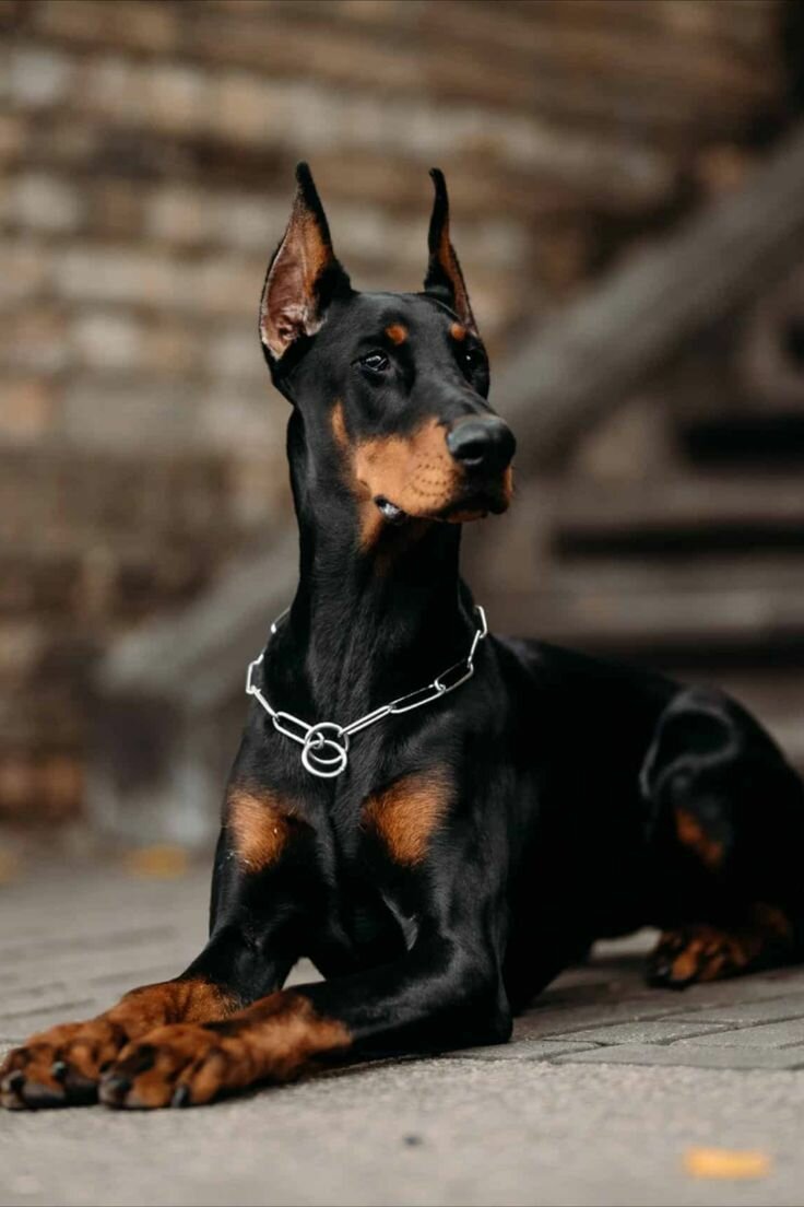 Алмазная живопись "Стильный доберман", 5D, круглая, 40x50 см. Производитель: Brose Art.