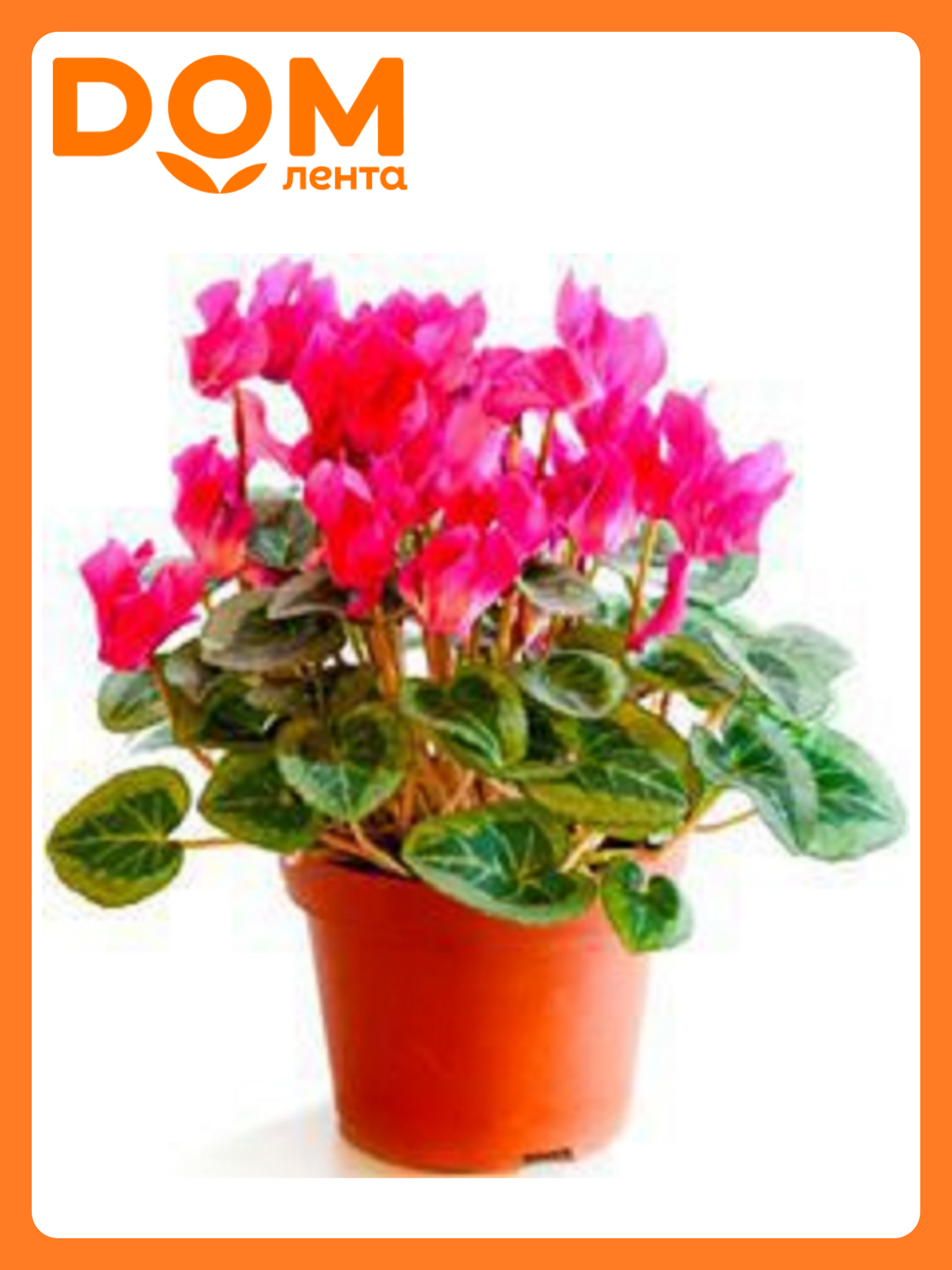 Растение Цикламен 30 см