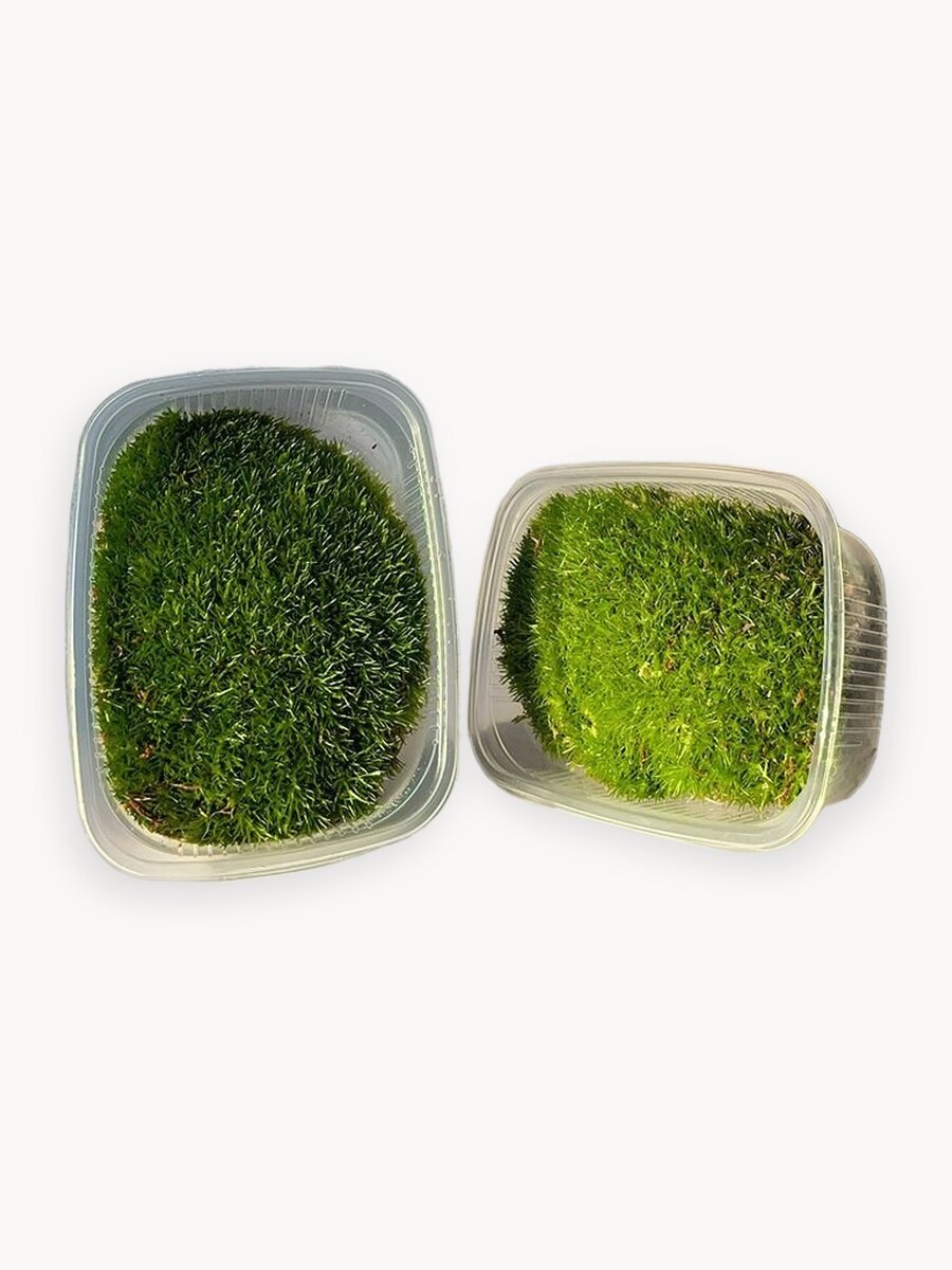 Живой мох Леукобриум для флорариумов / экосистемы HEIS (2 контейнера 9х6х4 см.)