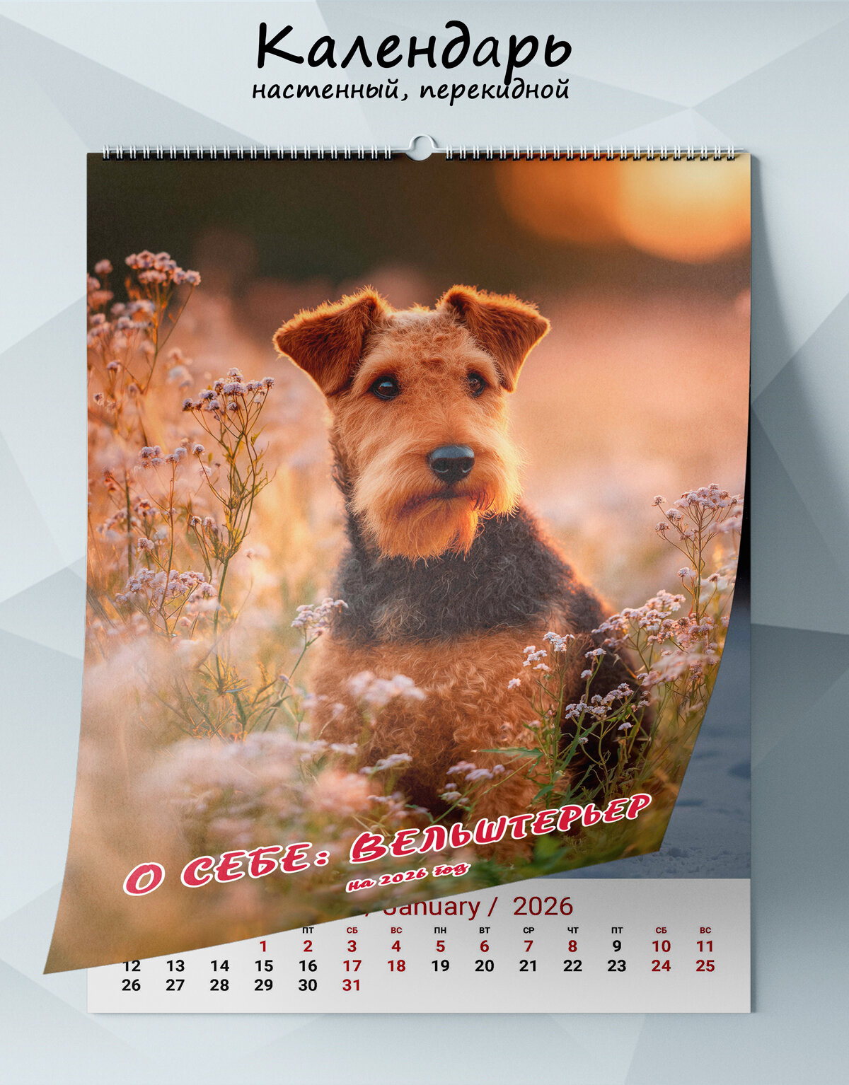 Календарь настенный, перекидной О себе: Вельштерьер на 2026 год