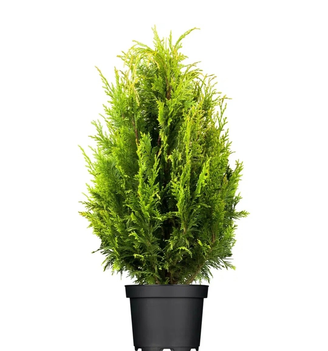 Туя западная- семена 15 шт