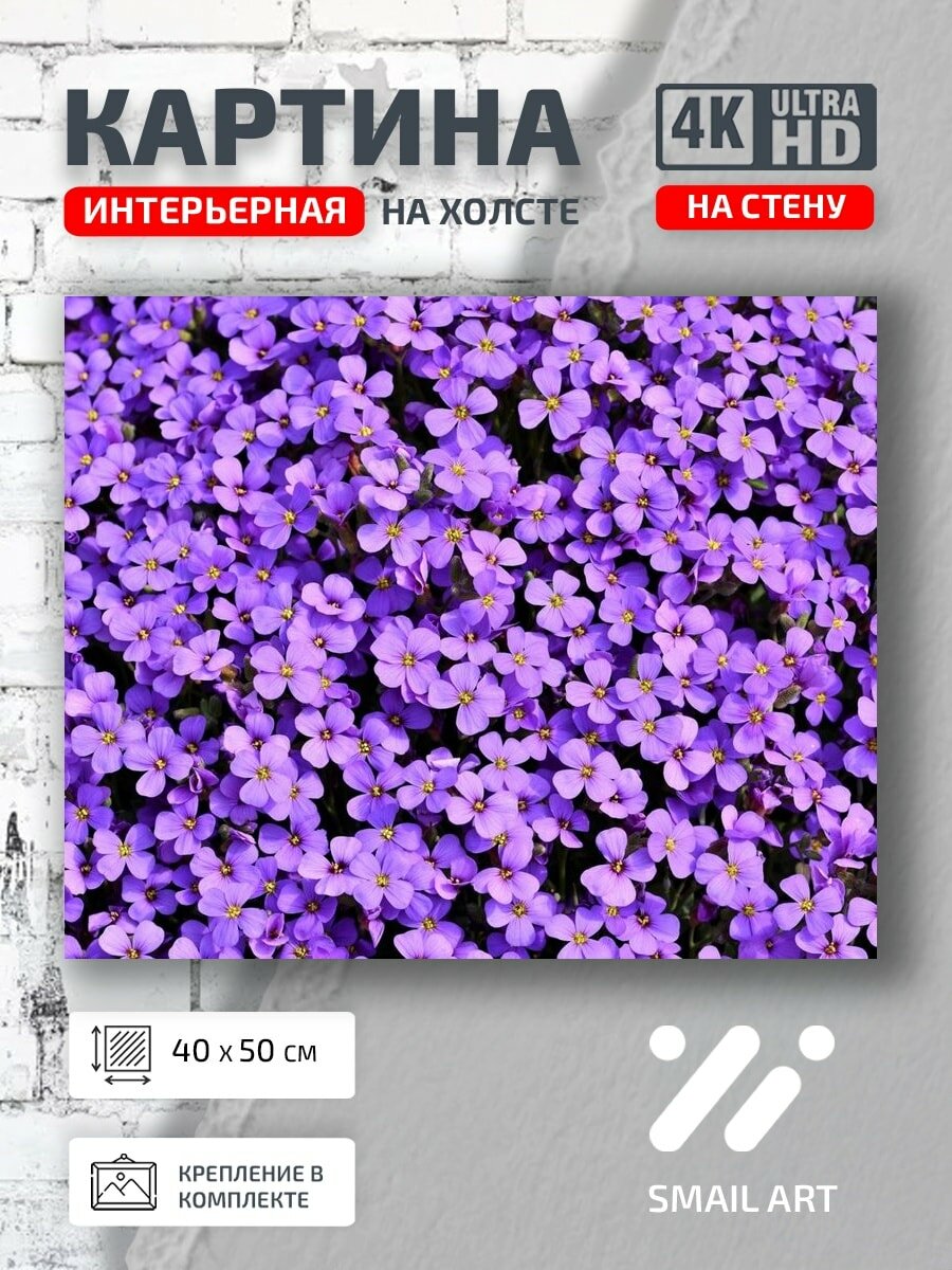 Картина на холсте интерьерная 40 на 50 на стену фиалки Обриеты для офиса атмосфера