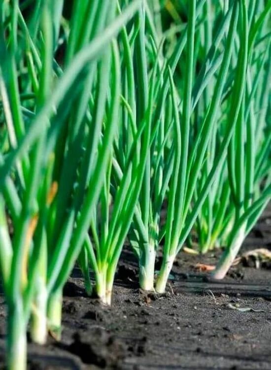 Коллекционные семена лука батун Ладожский