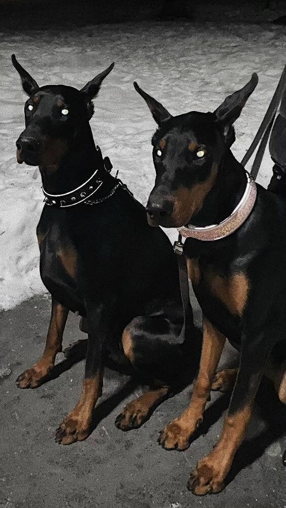 Алмазная живопись 'Животное черная собака доберман' 5D DIY круглый алмаз 40x50 см