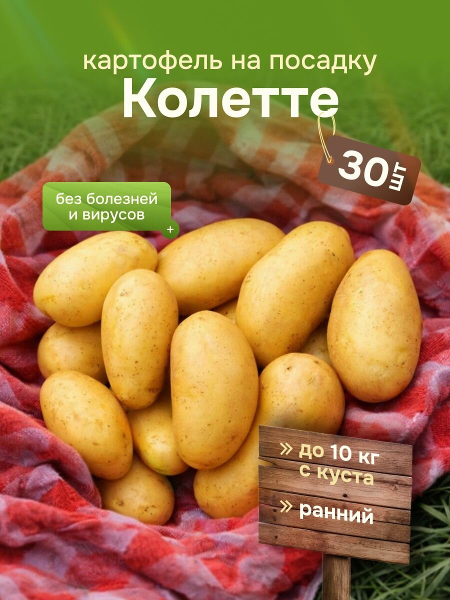 Картофель клубни на посадку Колетте 30шт "ранний"