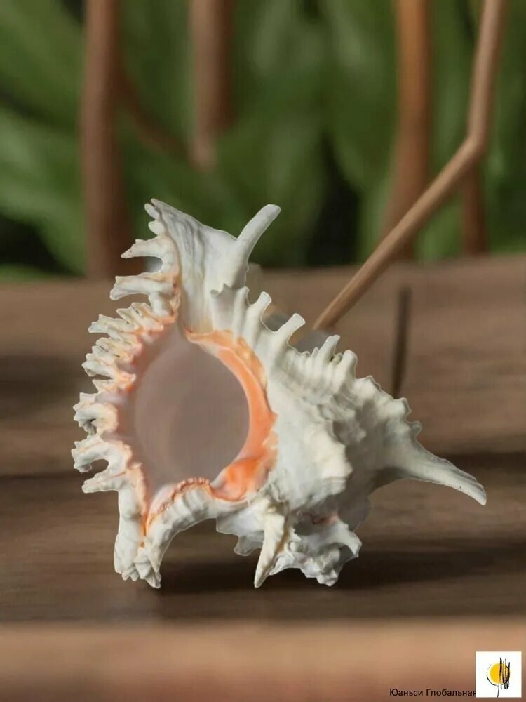 Эксклюзивная декоративная ракушка Мурекс ветвистый 1415 см, натуральная морская, для аквариума
