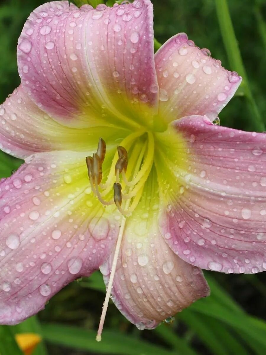 Лилейник Катерина Вудбери