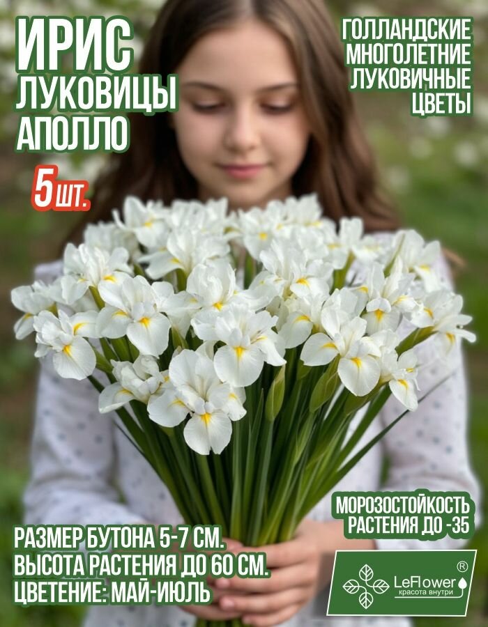 Ирис луковицы 5шт, Аполло