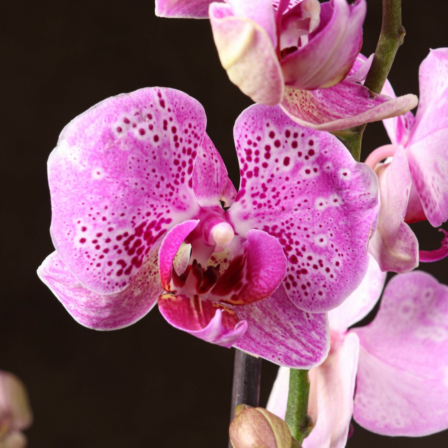 Орхидея Фаленопсис Да Винчи 2 ст