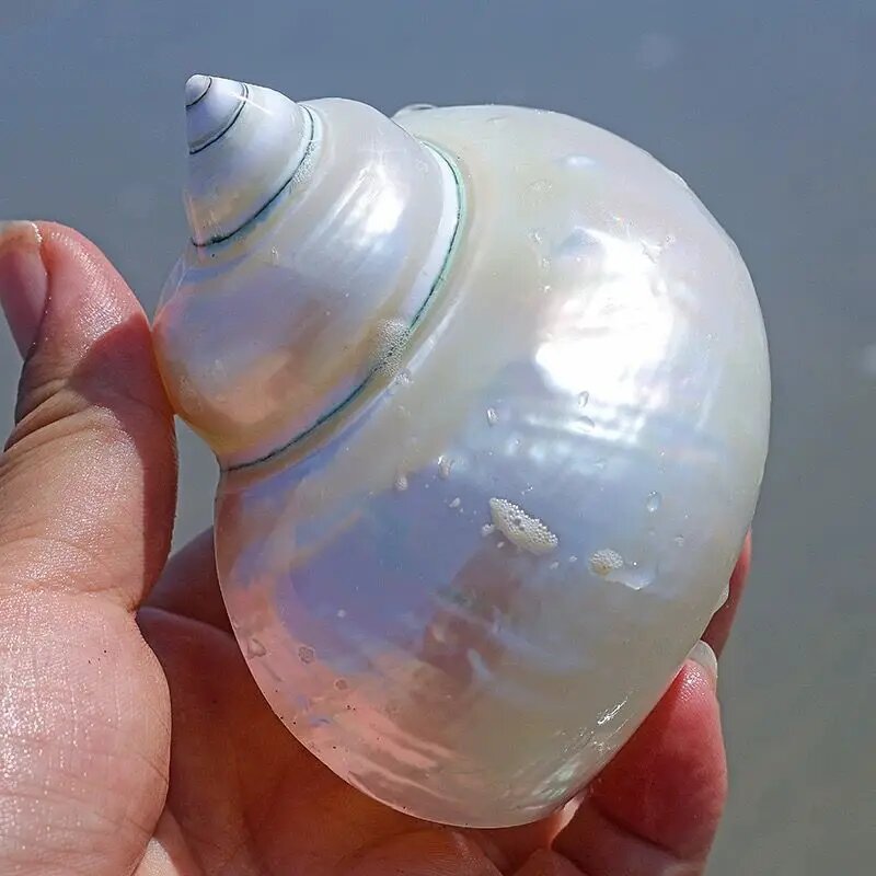 Раковины для улиток YQXH