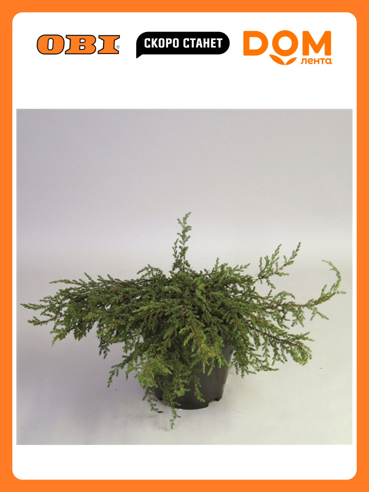 Можжевельник Репанда C5 H30-40 883646, многолетнее, хвойное, декоративное растение