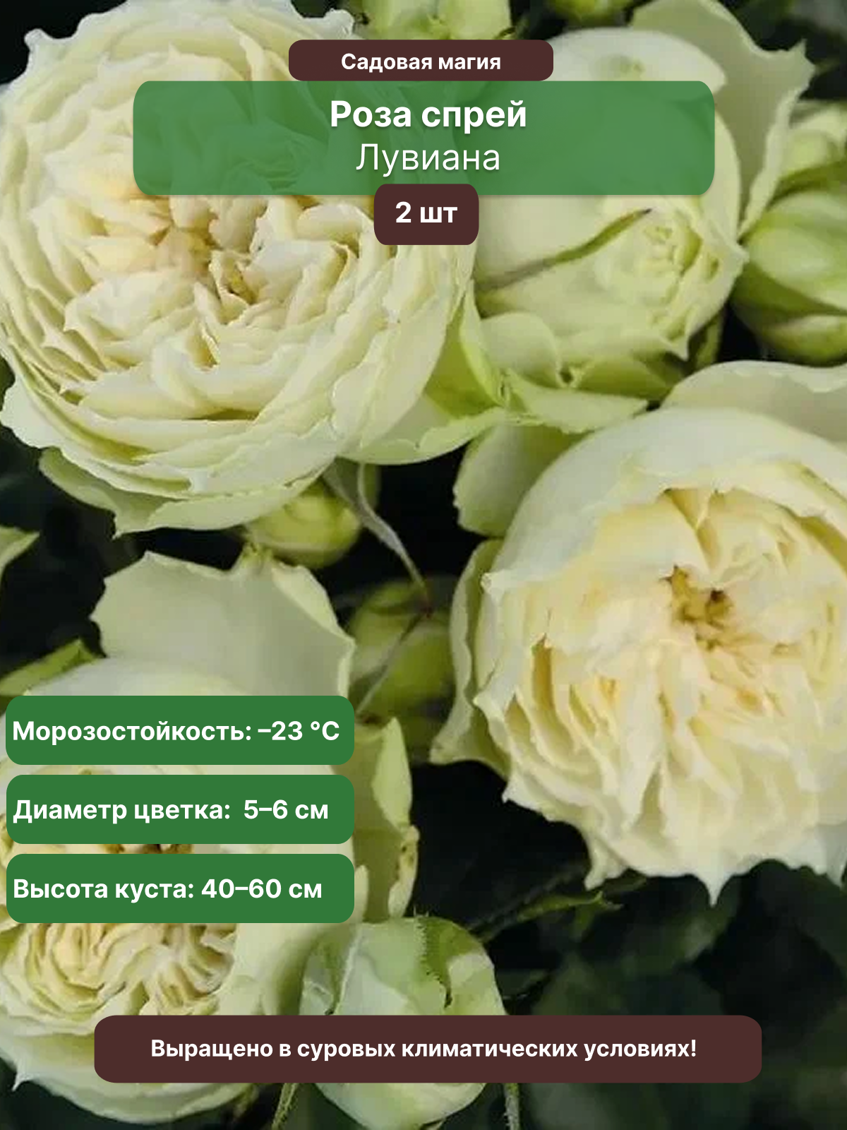 Роза спрей Лувиана, многолетняя, 2 саженца, зеленая, ЗКС, для всех регионов, 30-50 см