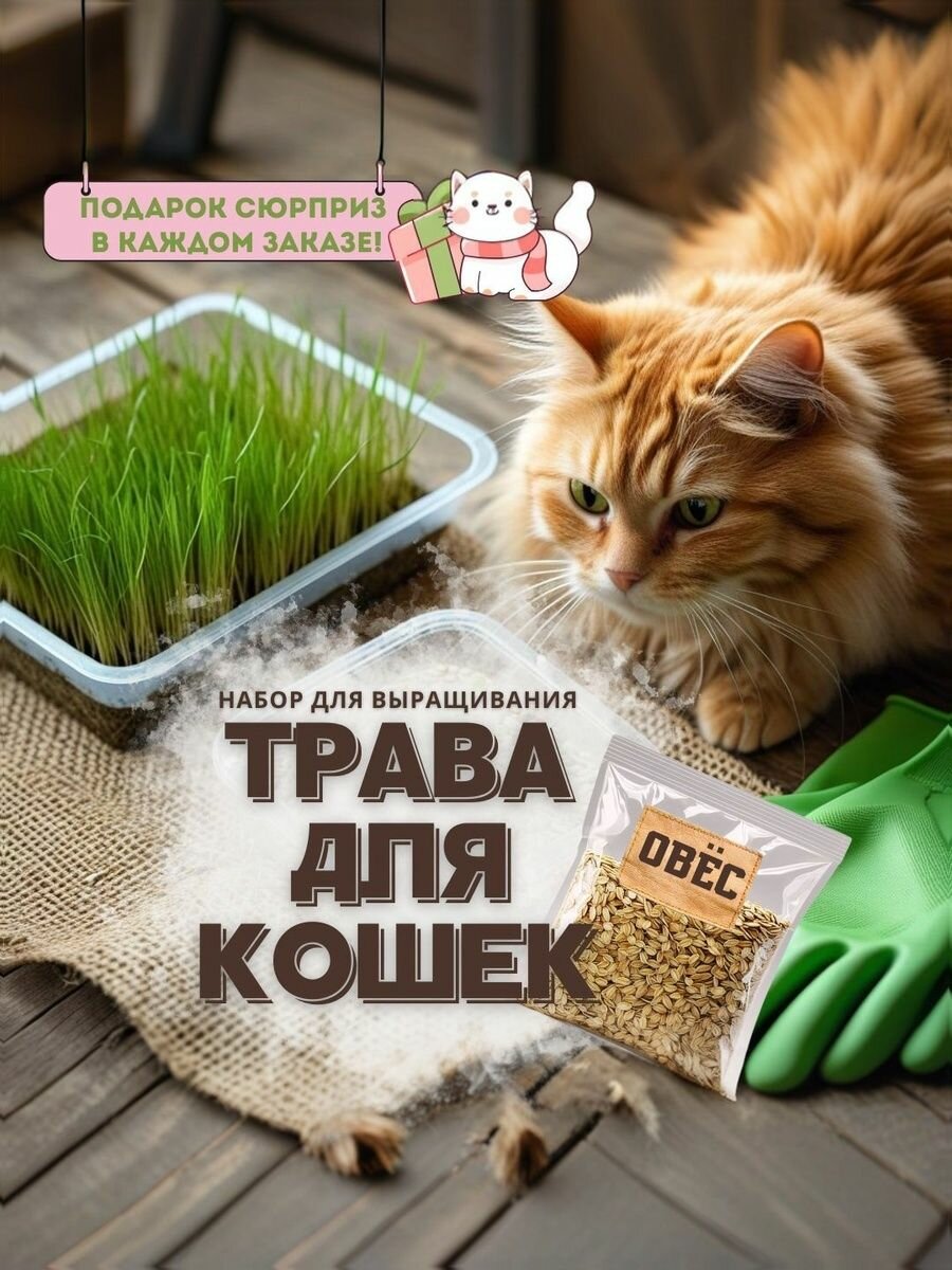 Трава для кошек - овес. Набор для выращивания / Полезно для питомцев