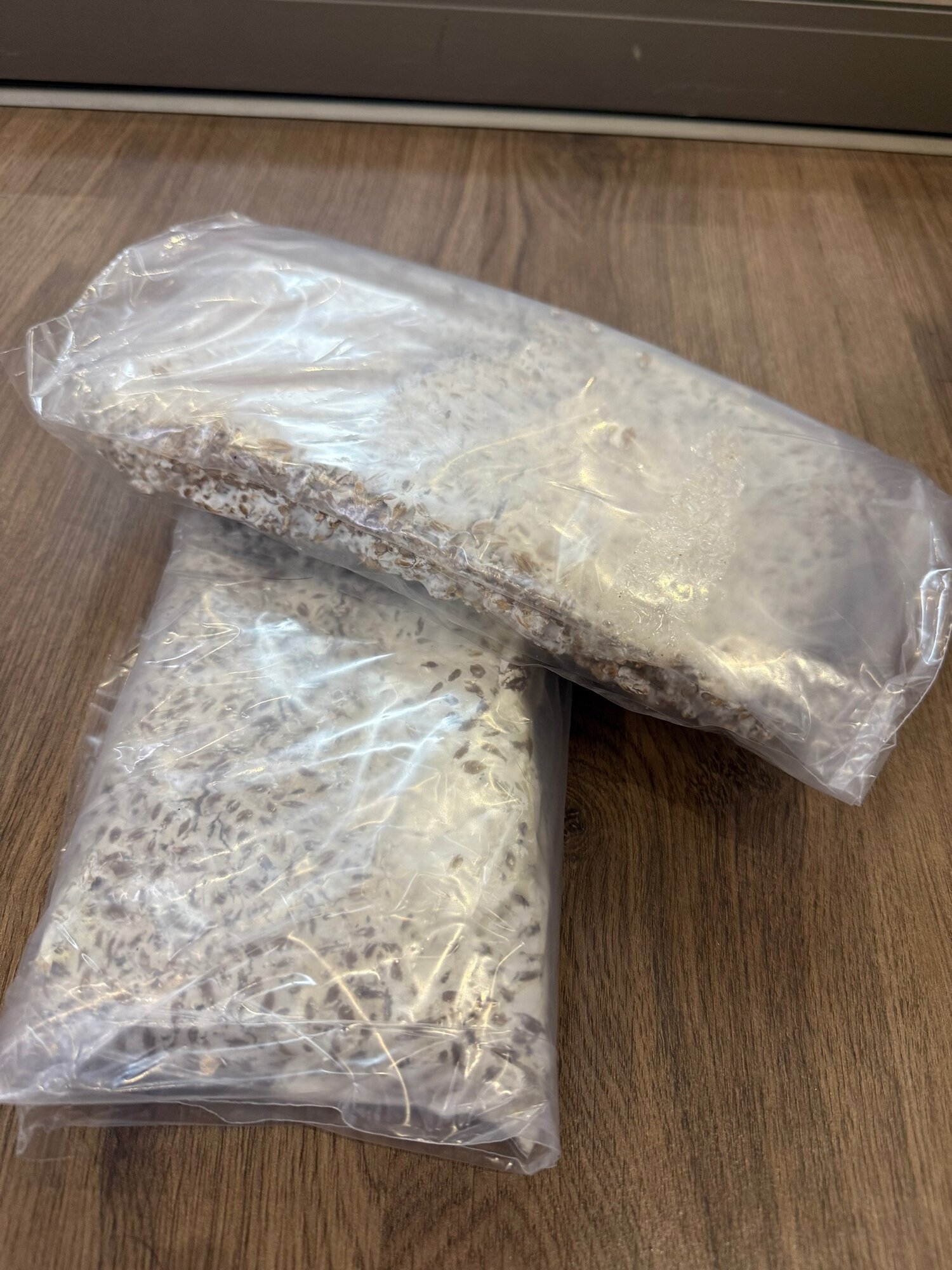 Мицелий грибов вешенка зерновой (штамм НК35) - 500 гр.