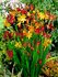 Крокосмия Holland Bulb Market, 5шт, многолетник, засухоустойчивая, высота 70см