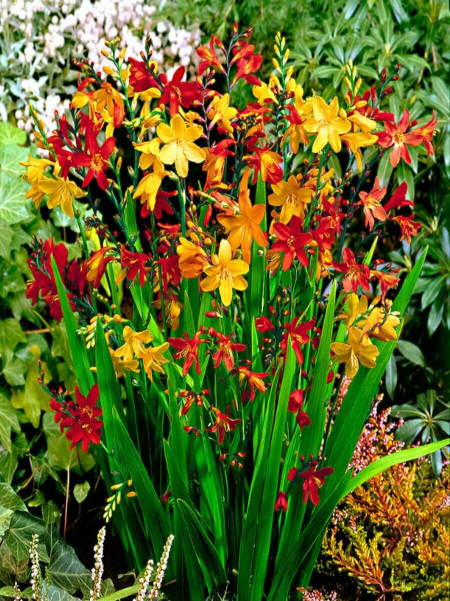 Крокосмия Holland Bulb Market, 5шт, многолетник, засухоустойчивая, высота 70см