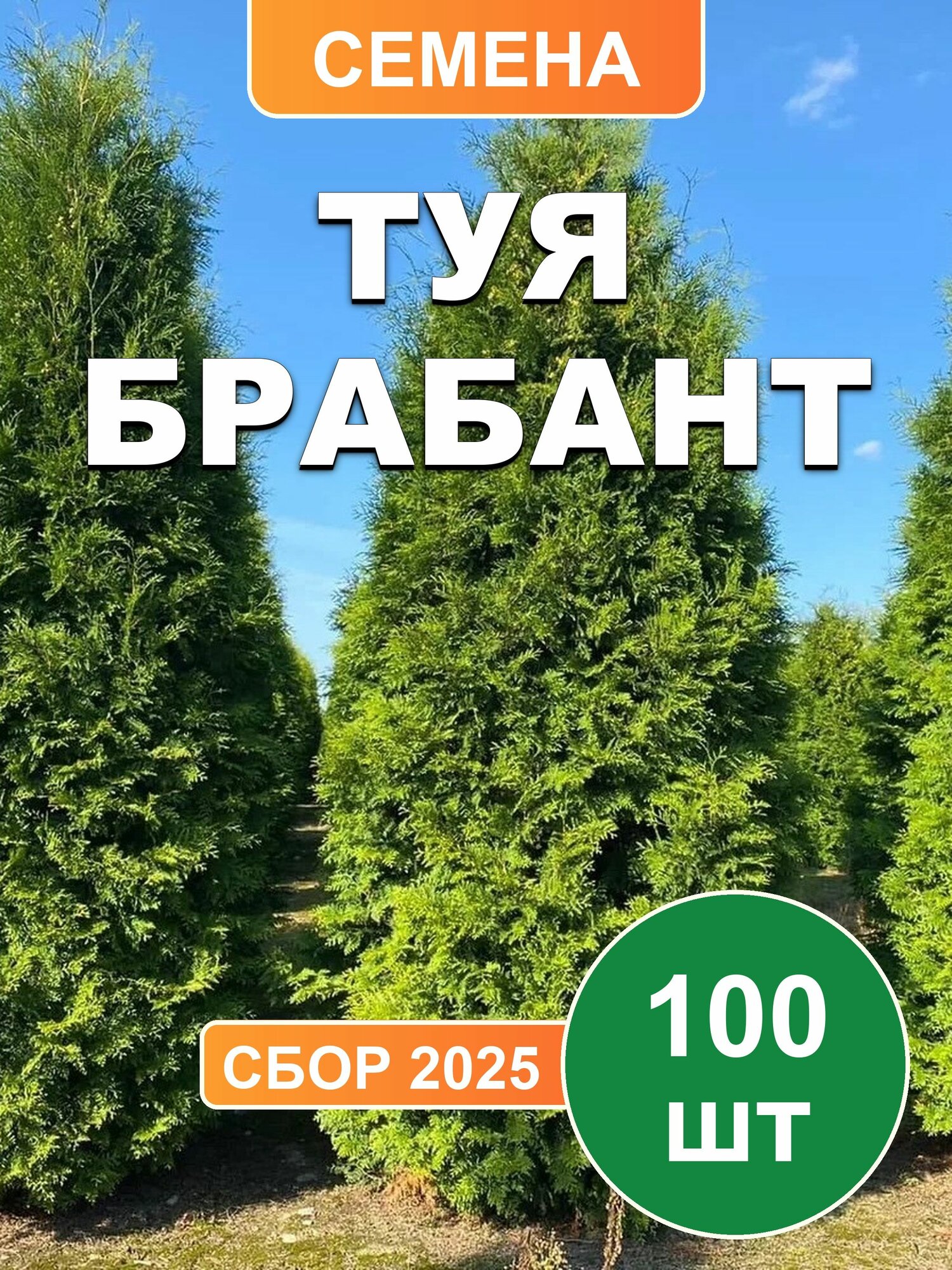 Туя Брабант, семена, 100шт