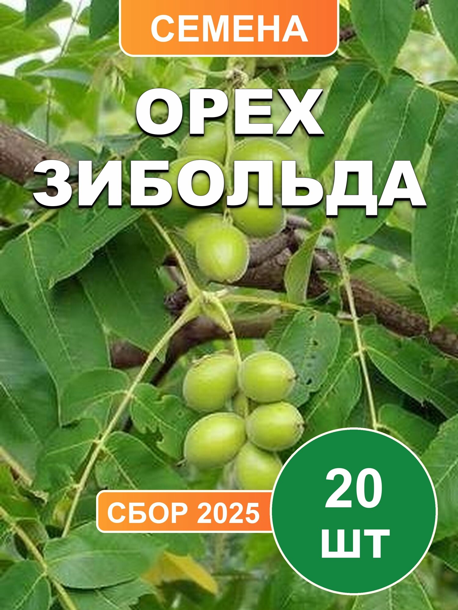 Орех Зибольда, семена, 20шт