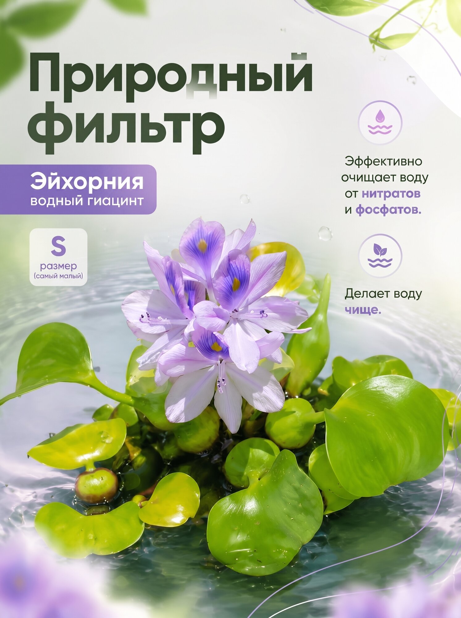 Надводное аквариумное растение Эйхорния Водный Гиацинт рзамер S. Живое аквариумное плавающее, фильтрующее растение. Укрытие для рыбок. Декор