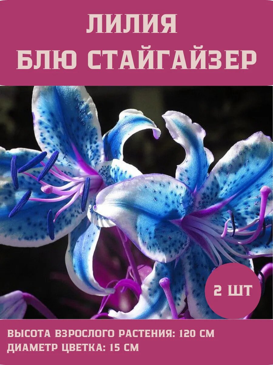 Многолетние растения . Луковицы лилий