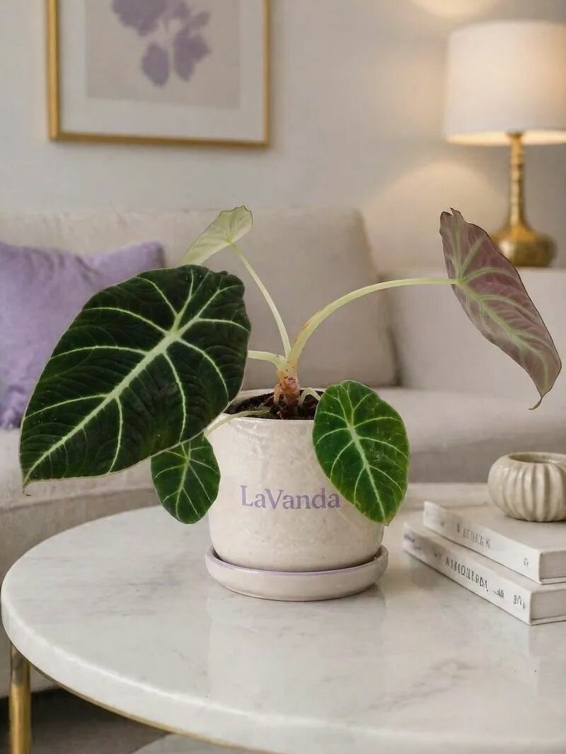Алоказия Блэк Вельвет (Alocasia Black Velvet) редкое комнатное растение с бархатными листьями, живой цветок в горшке