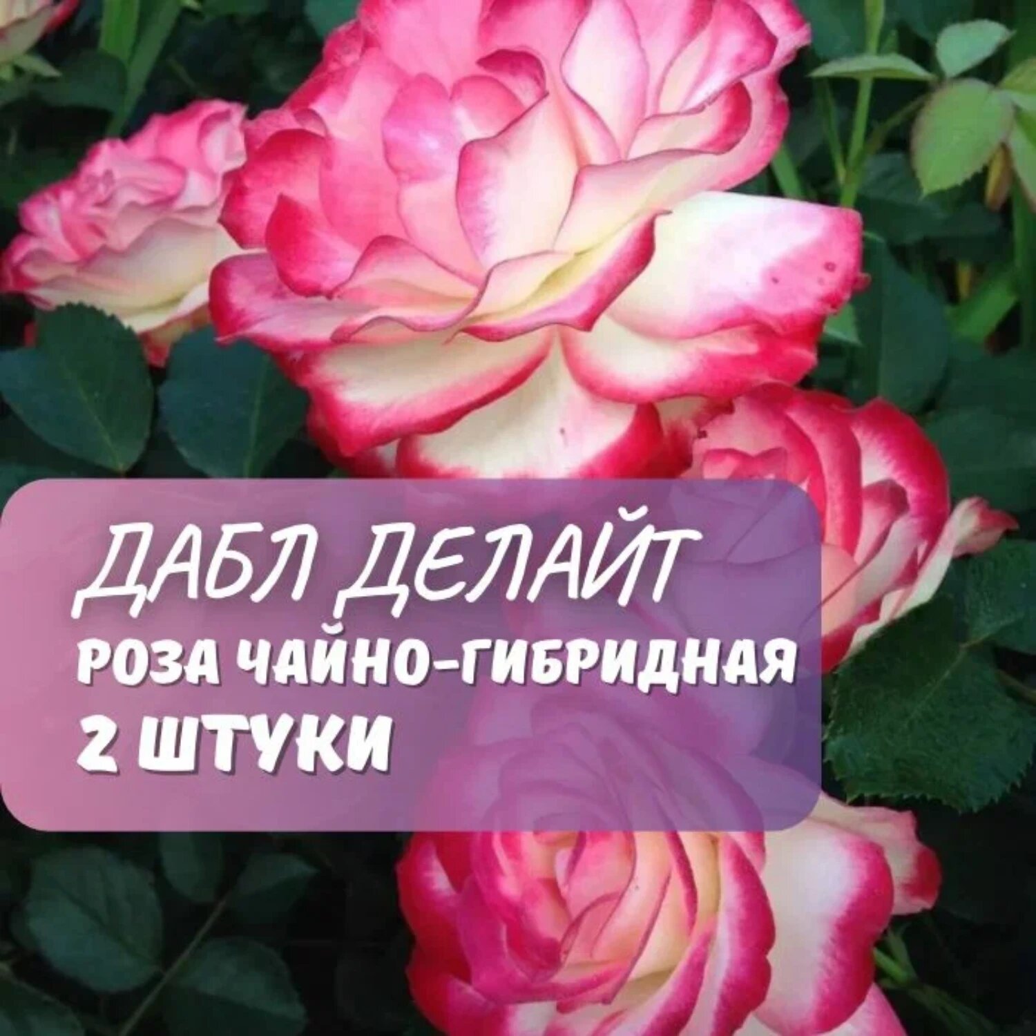 Розы чайно-гибридные Дабл Делайт, высота 50см, многолетние, 2шт