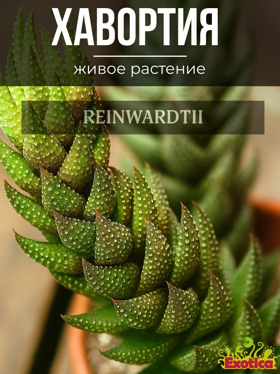 Хавортия Рейнвардта (Haworthia Reinwardtii) D5см, суккулент в горшке