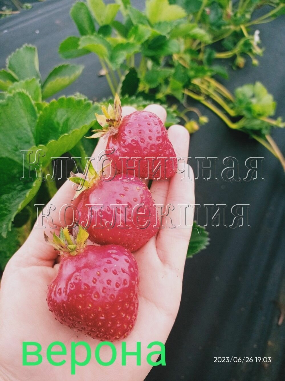 Рассада. Клубника Верона