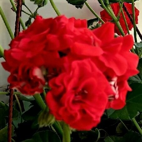 Пеларгония PAC Red Sybil