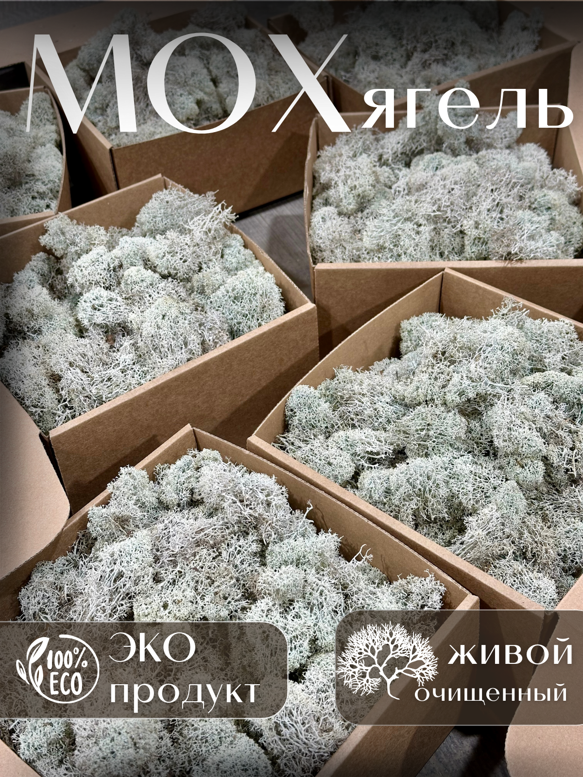 Мох Ягель живой (сухой, чистый) для стабилизации, для улиток Ахатин и рептилий в террариумах 200г