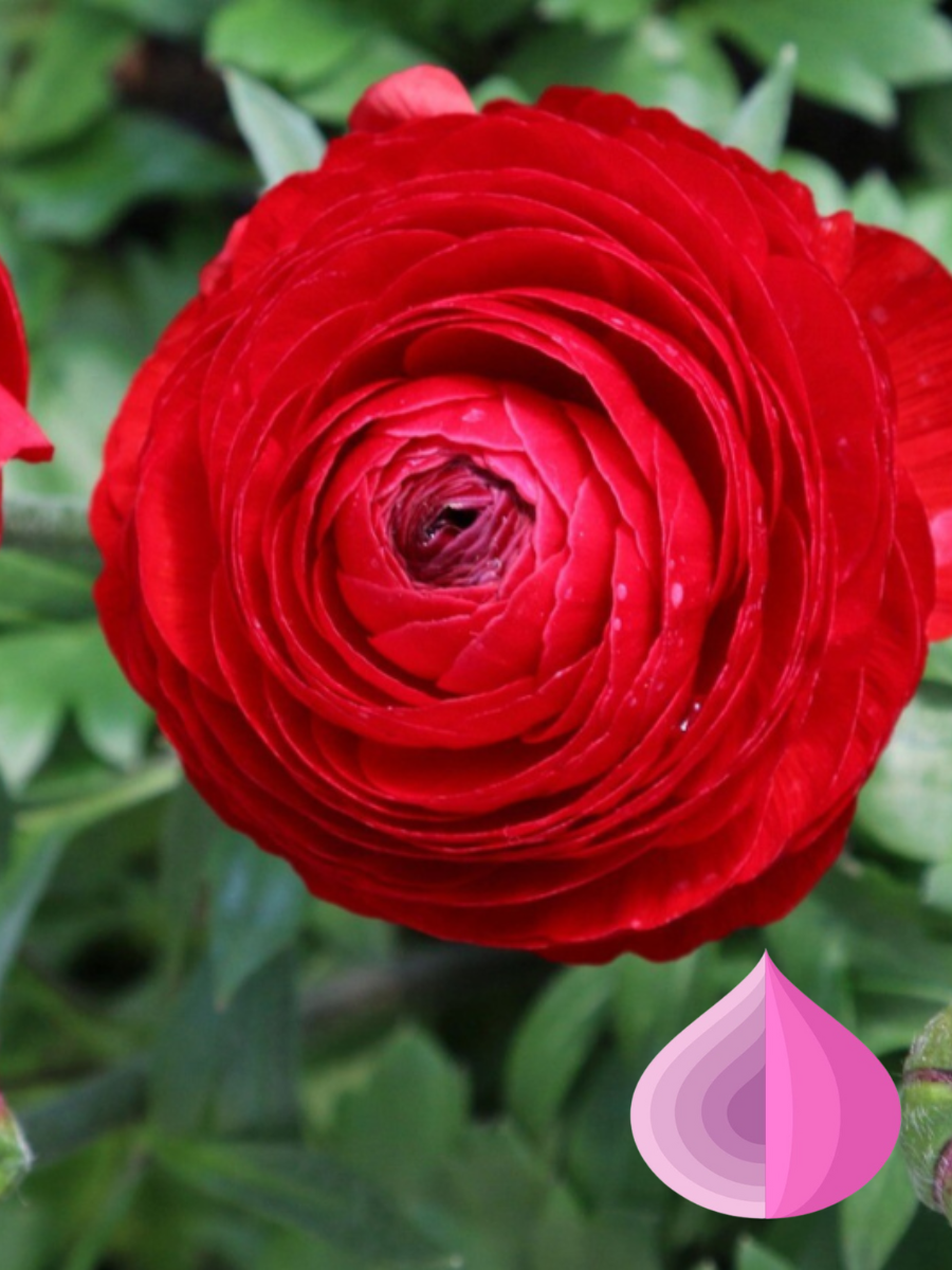 Луковицы цветов, Лютик садовый, bulbs servise, Ранункулюс Ред ( 10 штук )