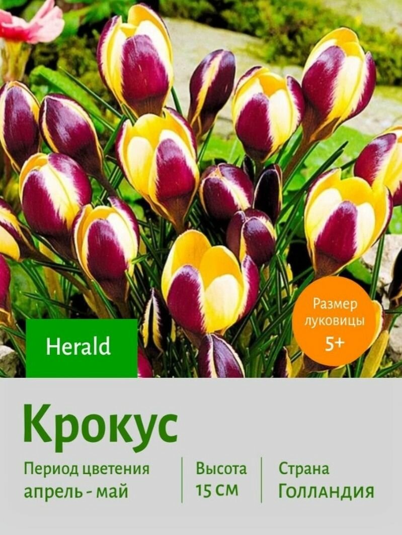 Крокус Геральд (Herald) луковицы 10 шт сотка