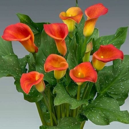 Калла Манго 1шт