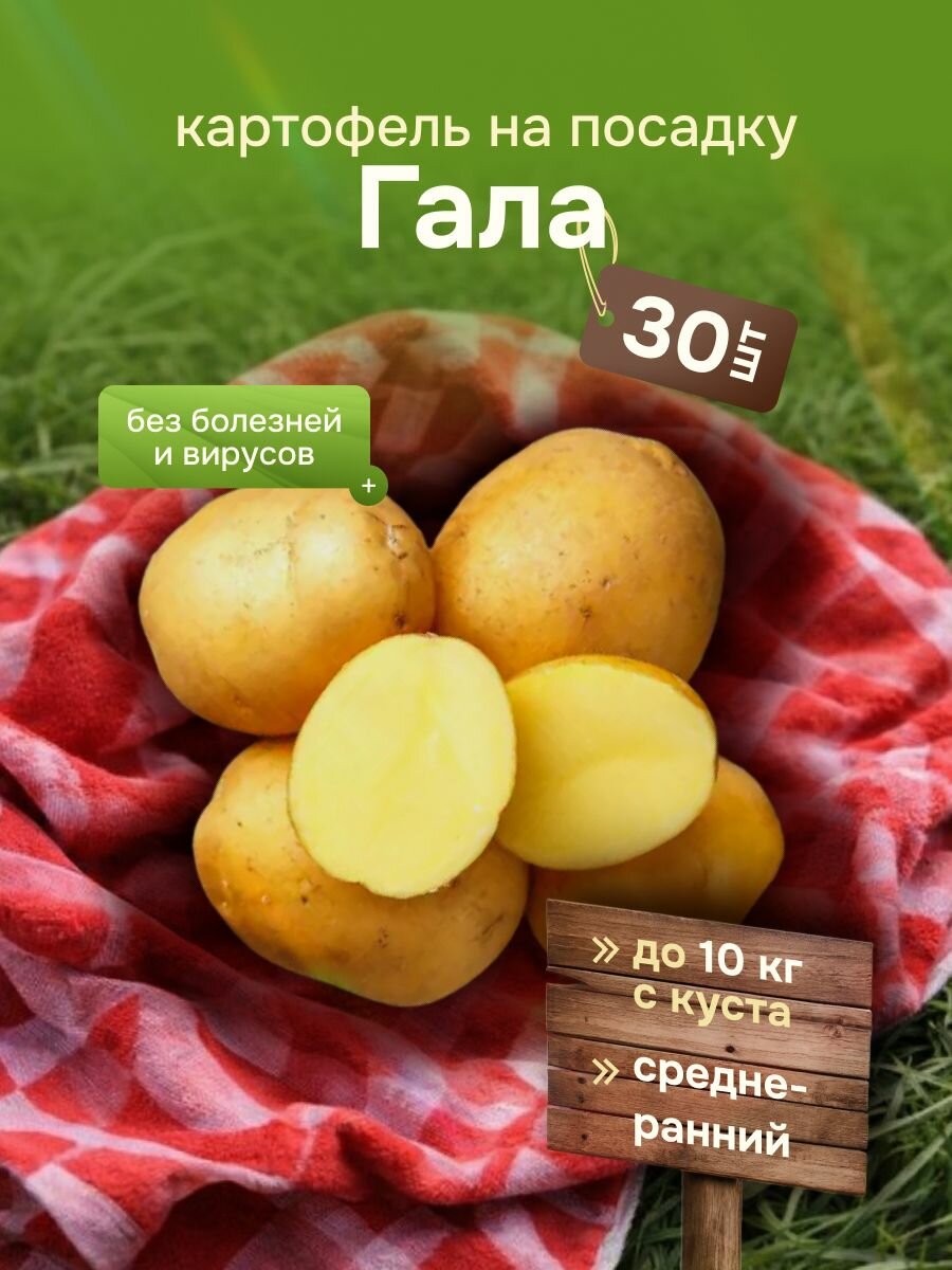 Семенной картофель на посадку Гала 30 шт (среднеранний)