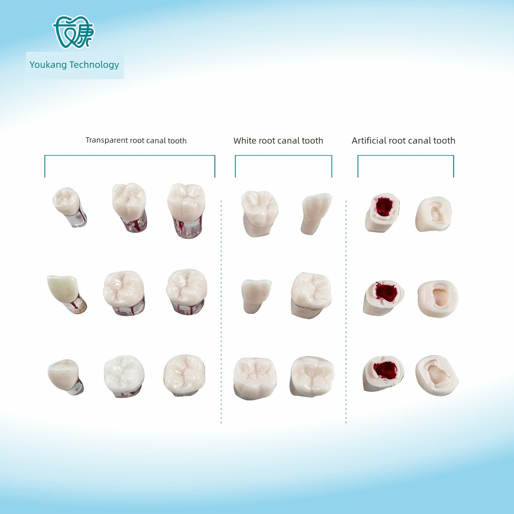 Модель зуба для практики экзаменов по оральной хирургии: имитация удаления пульпы корневого канала, подготовка зуба для