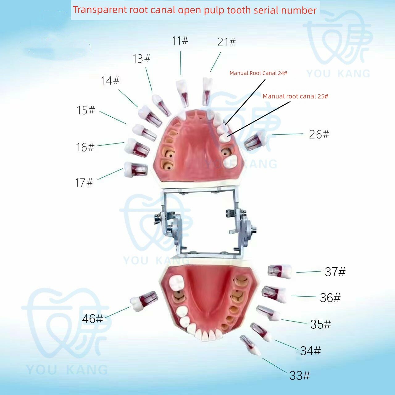 Модель зуба для практики экзаменов по оральной хирургии: имитация удаления пульпы корневого канала, подготовка зуба для
