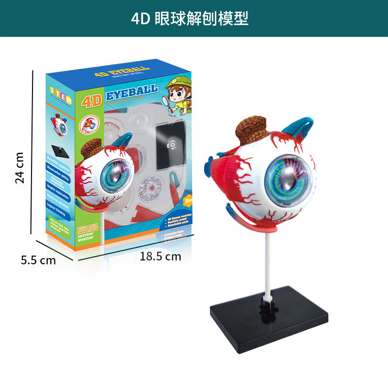 Модель человеческого мозга, для учебных пособий, игрушка своими руками