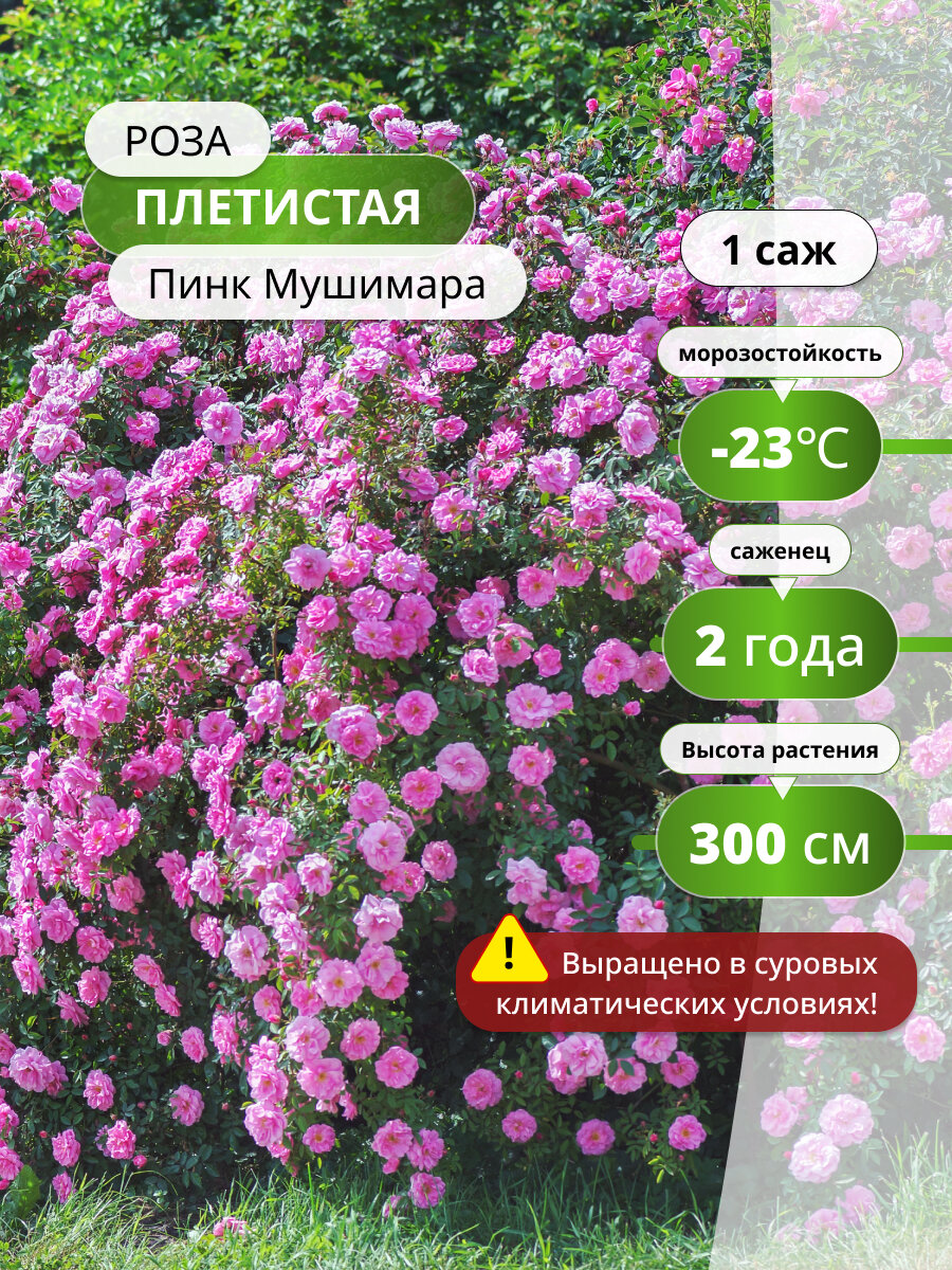 Роза плетистая "Пинк Мушимара", розовая, многолетняя, высота 250 см, 1 саженец