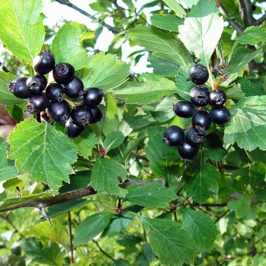 Семена Deodar SEEDS COMPANY Боярышник черный 15 шт.