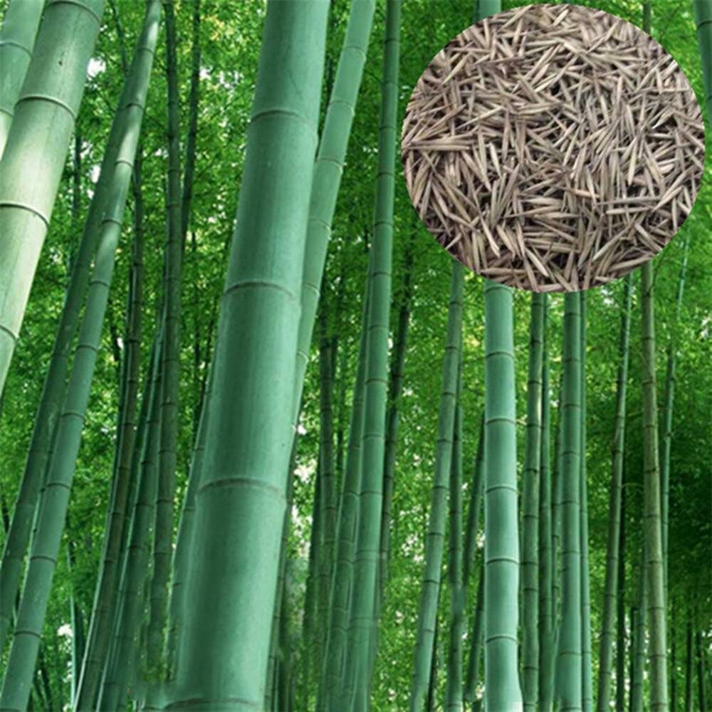 100 шт. семена бамбука Phyllostachys Pubescens семена для посадки бамбука для домашнего садового растения (тип 4)